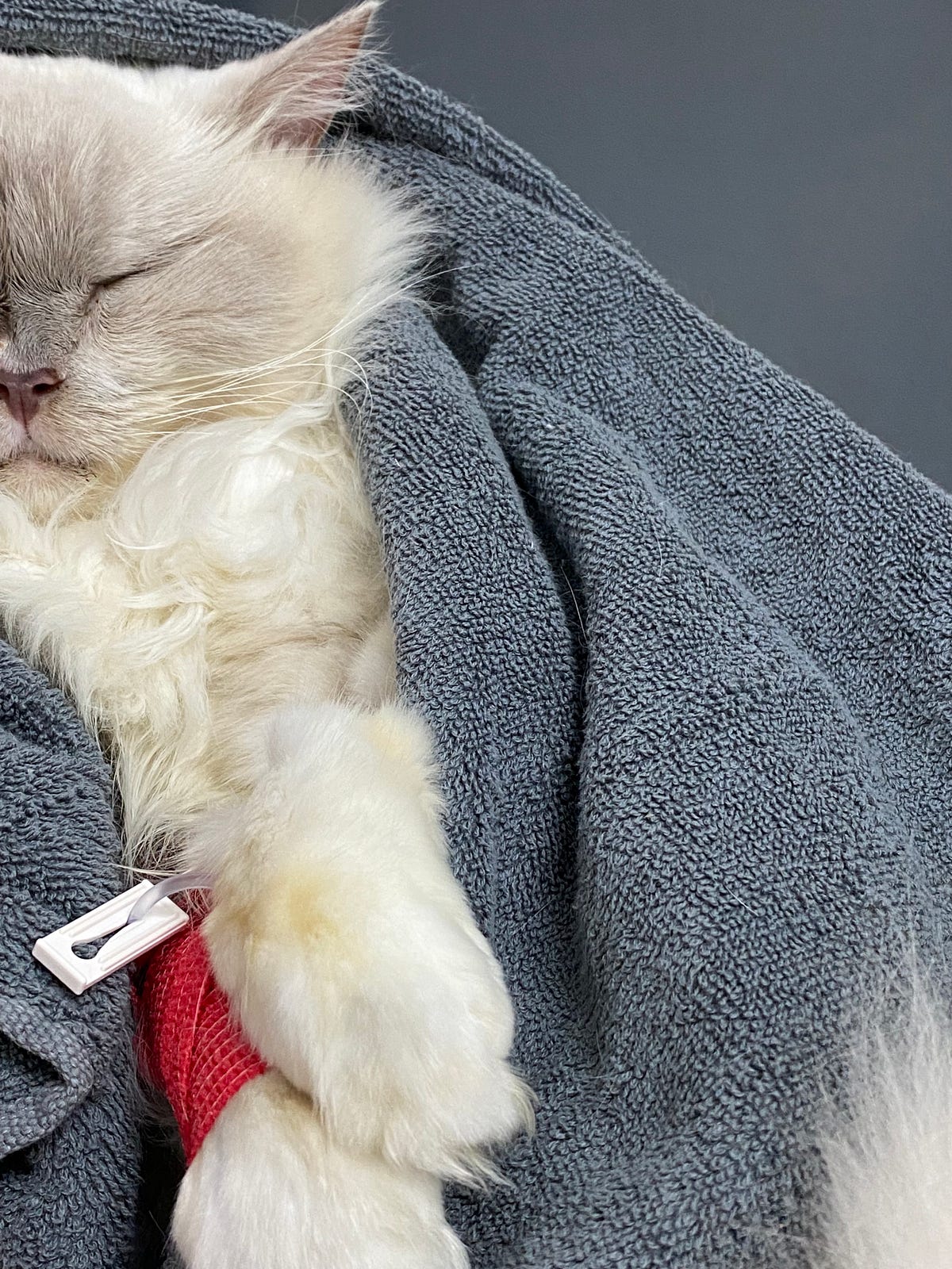 What My Cat’s Death Taught Me About Life And The Living | by Bert W.J.S ...