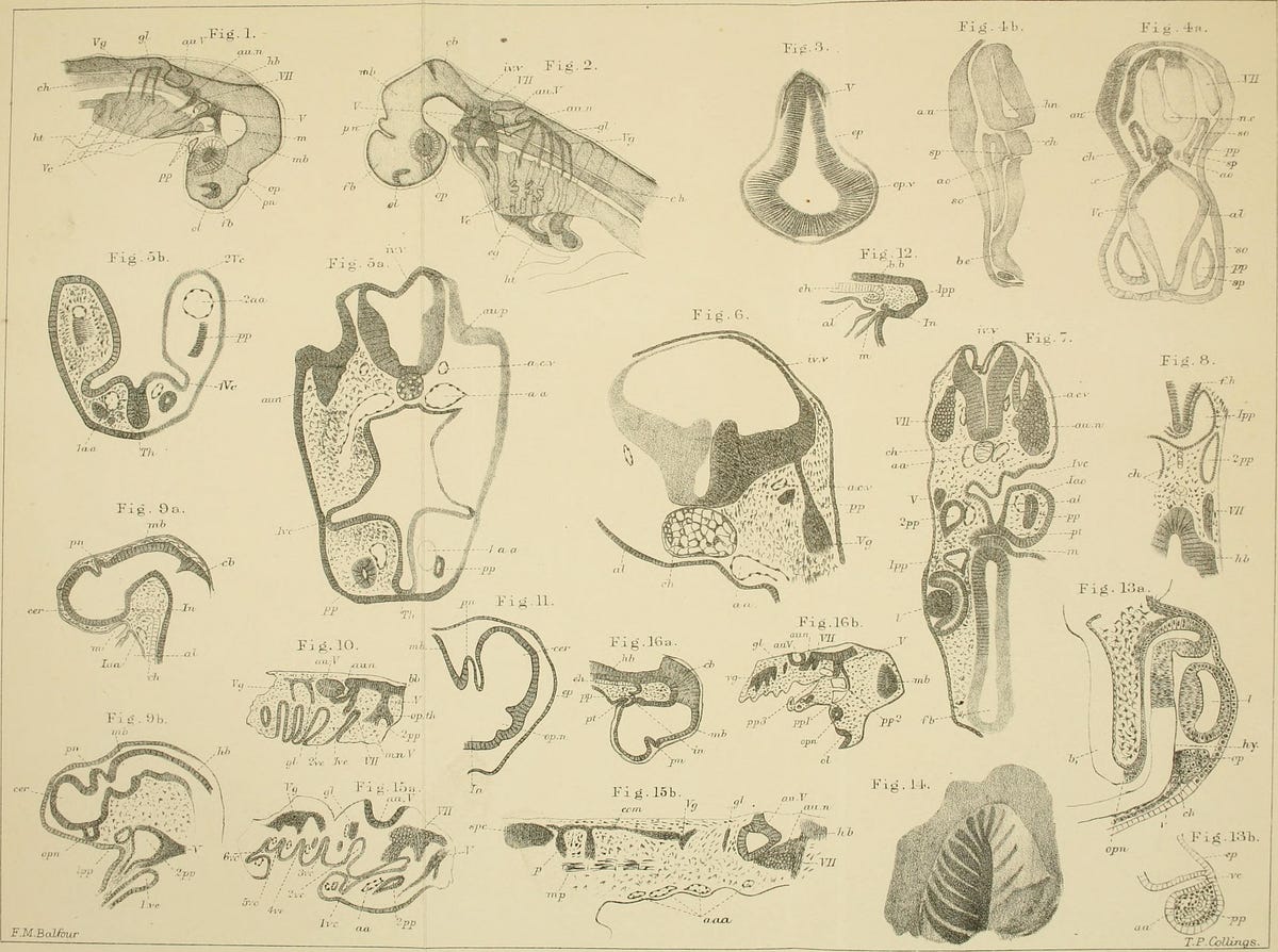 A Soulless Organ. The 600 Million Year Evolution of the… | by Jacky ...