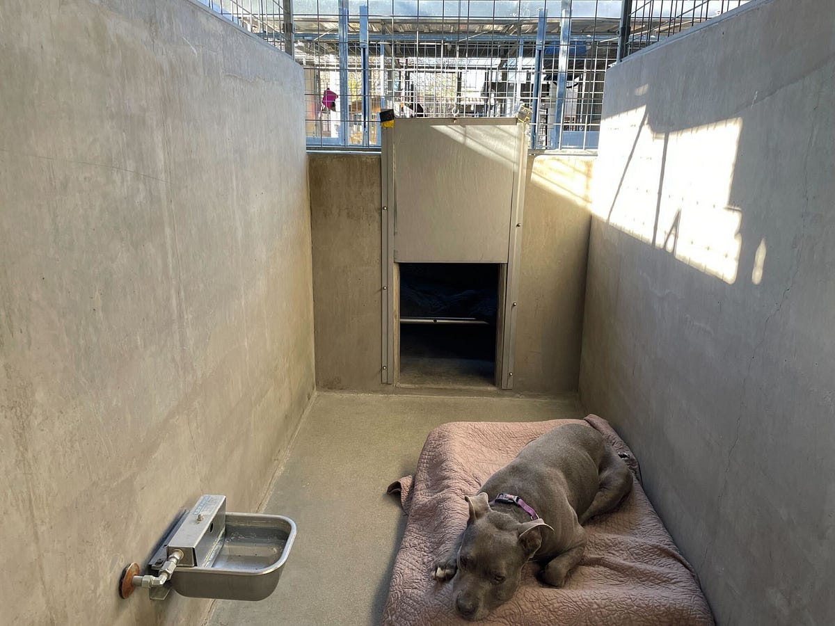 Surrender pet cases go up after the holiday season. | by Jailene ...