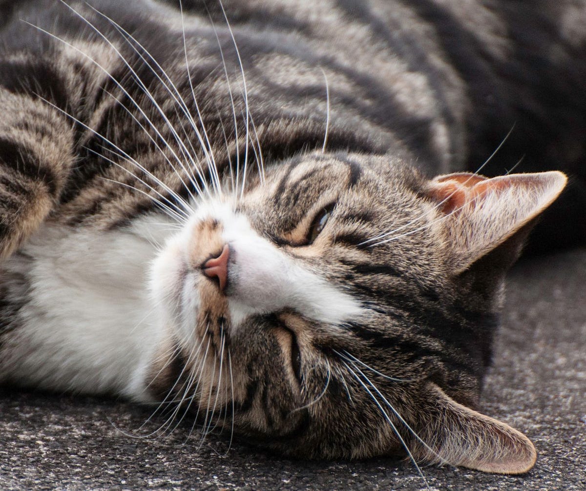 Surprising Things That Are Poisonous to Cats | by Shelley Wenger | Pet ...