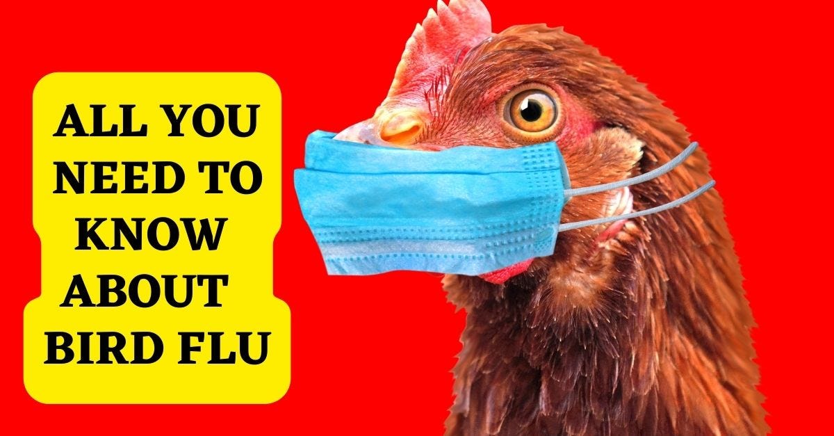 The Hidden Dangers Of Bird Flu: What You Need To Know About Avian ...