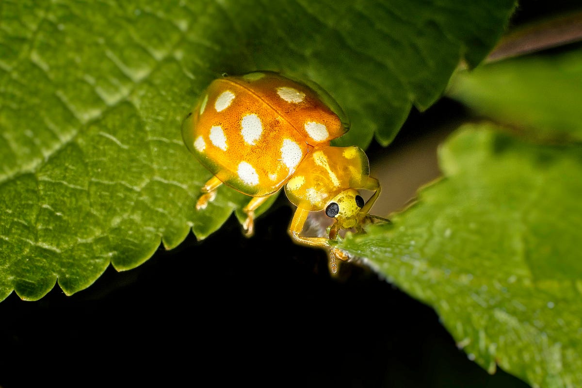 Photographing Insects: Landscapes or Portraits? | by Mark Overmars ...