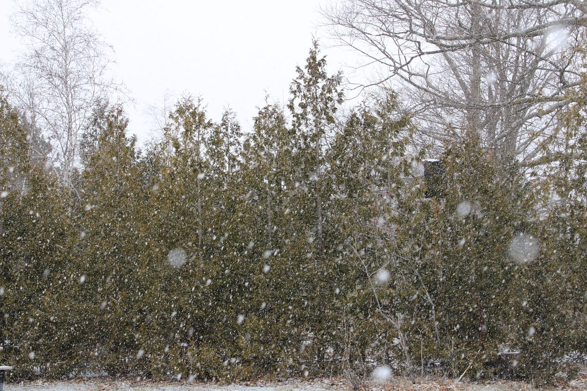 The Beauty of Snow - Diary of a Woodsman - Medium