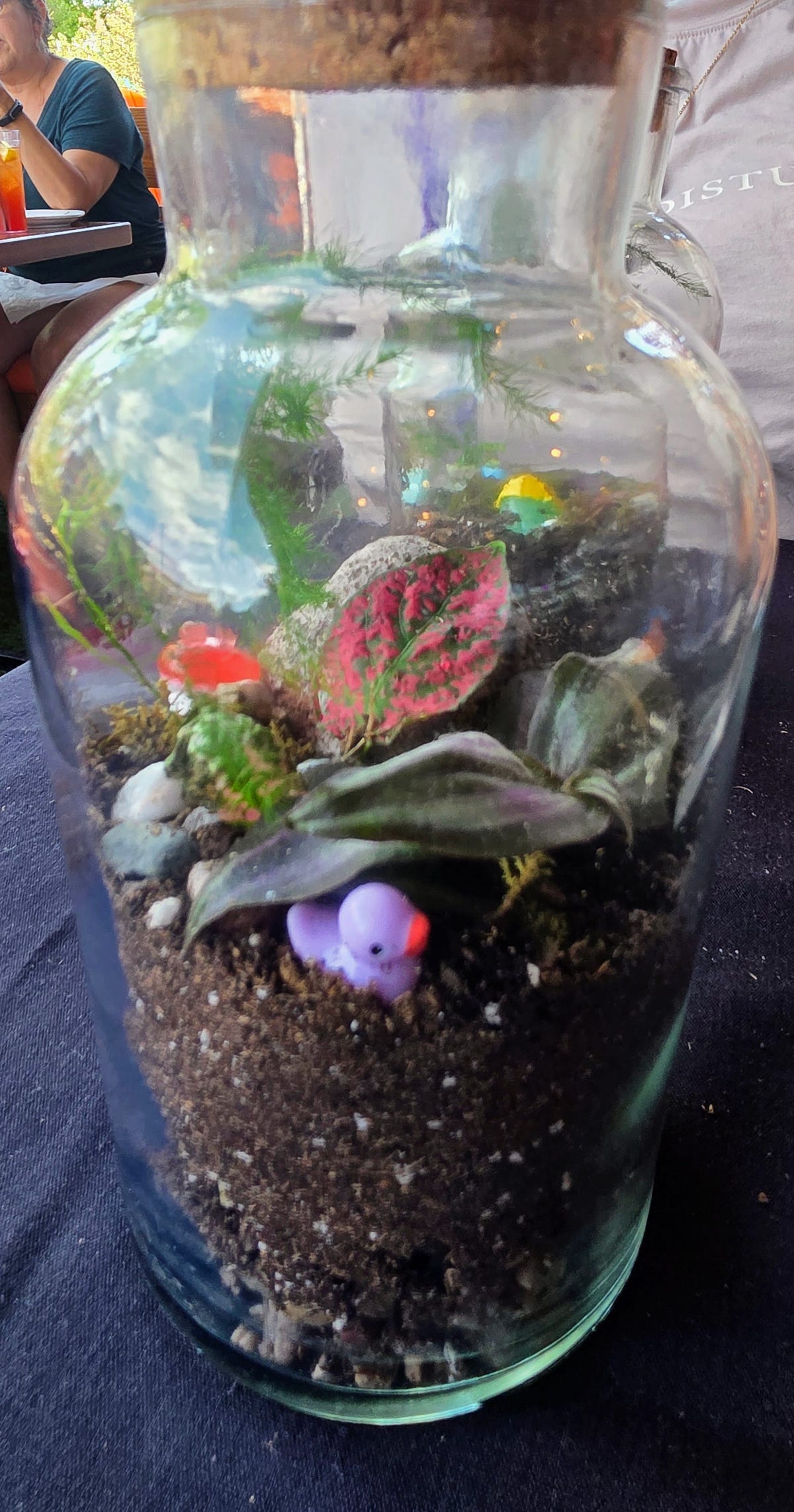 Rebuilding in Real Time — One Terrarium and One Deep Breath at a Time ...