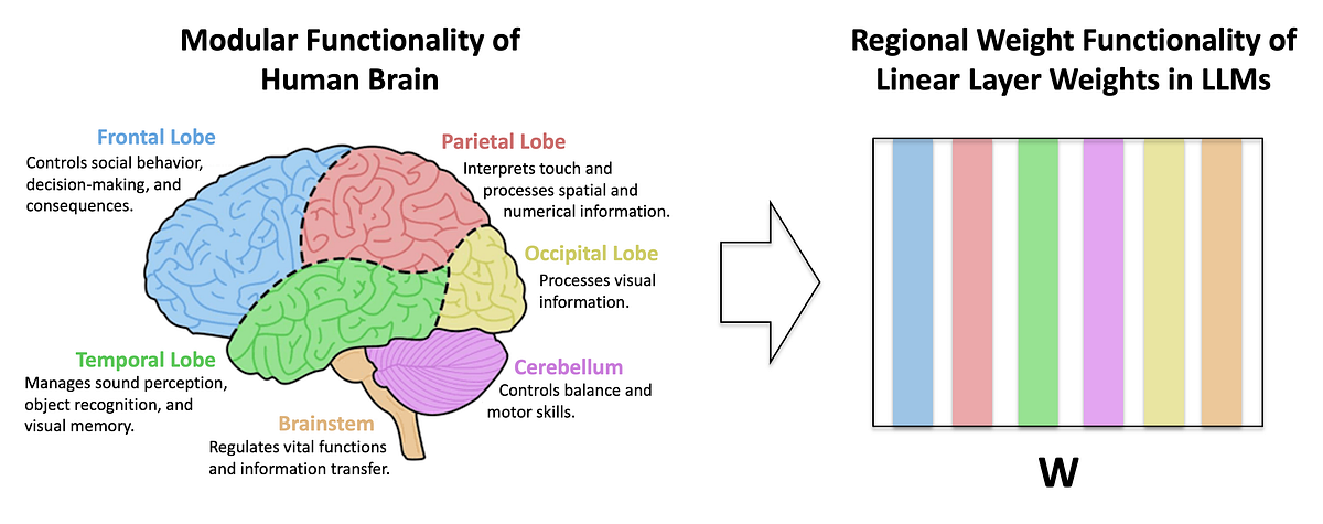 SBoRA: Mimicking Brain Modularity Through Regional Weight Updates | by ...