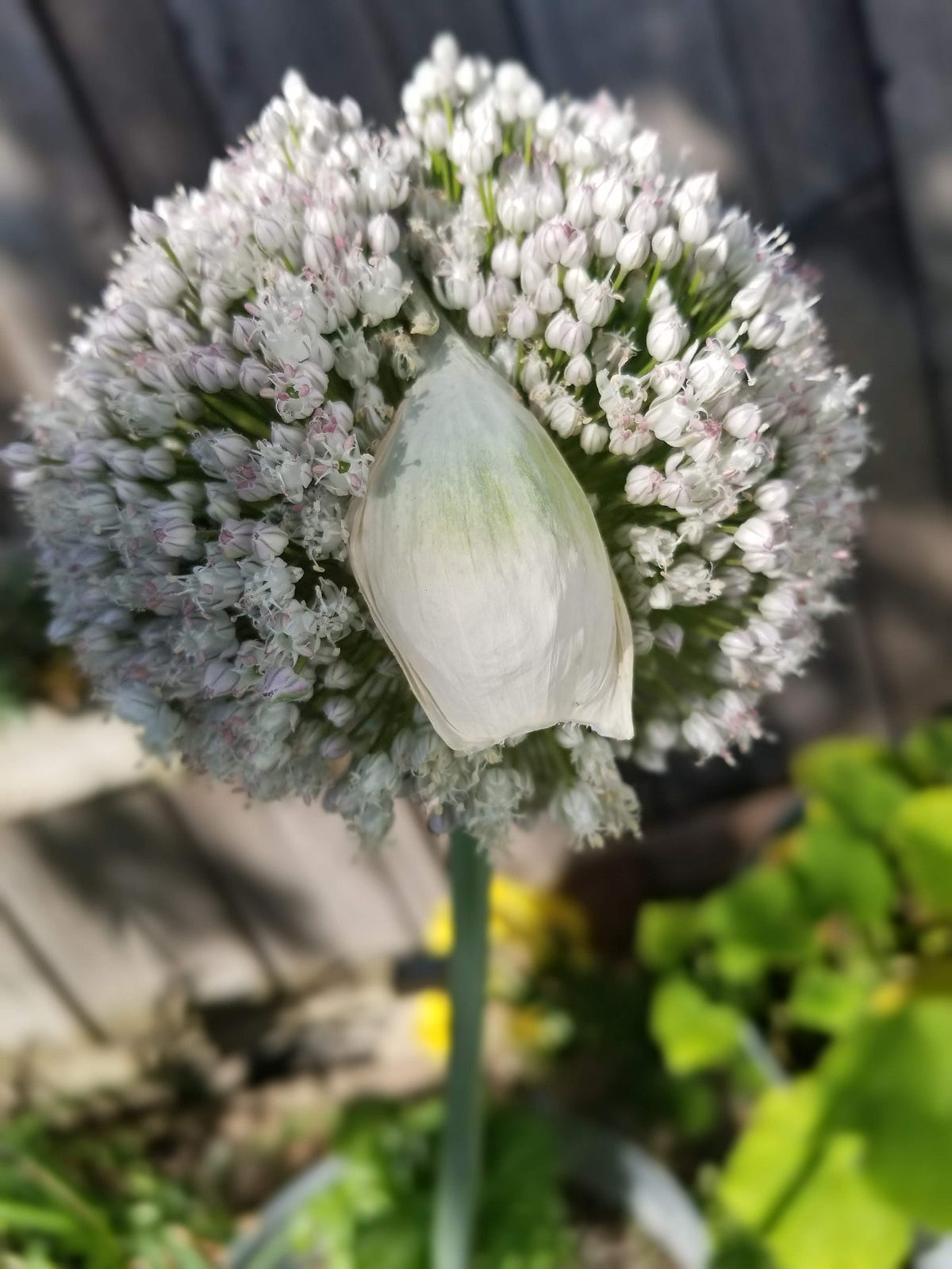 TTT2019.07.01: On Leeks and Projects | by Paul Reiber | Medium