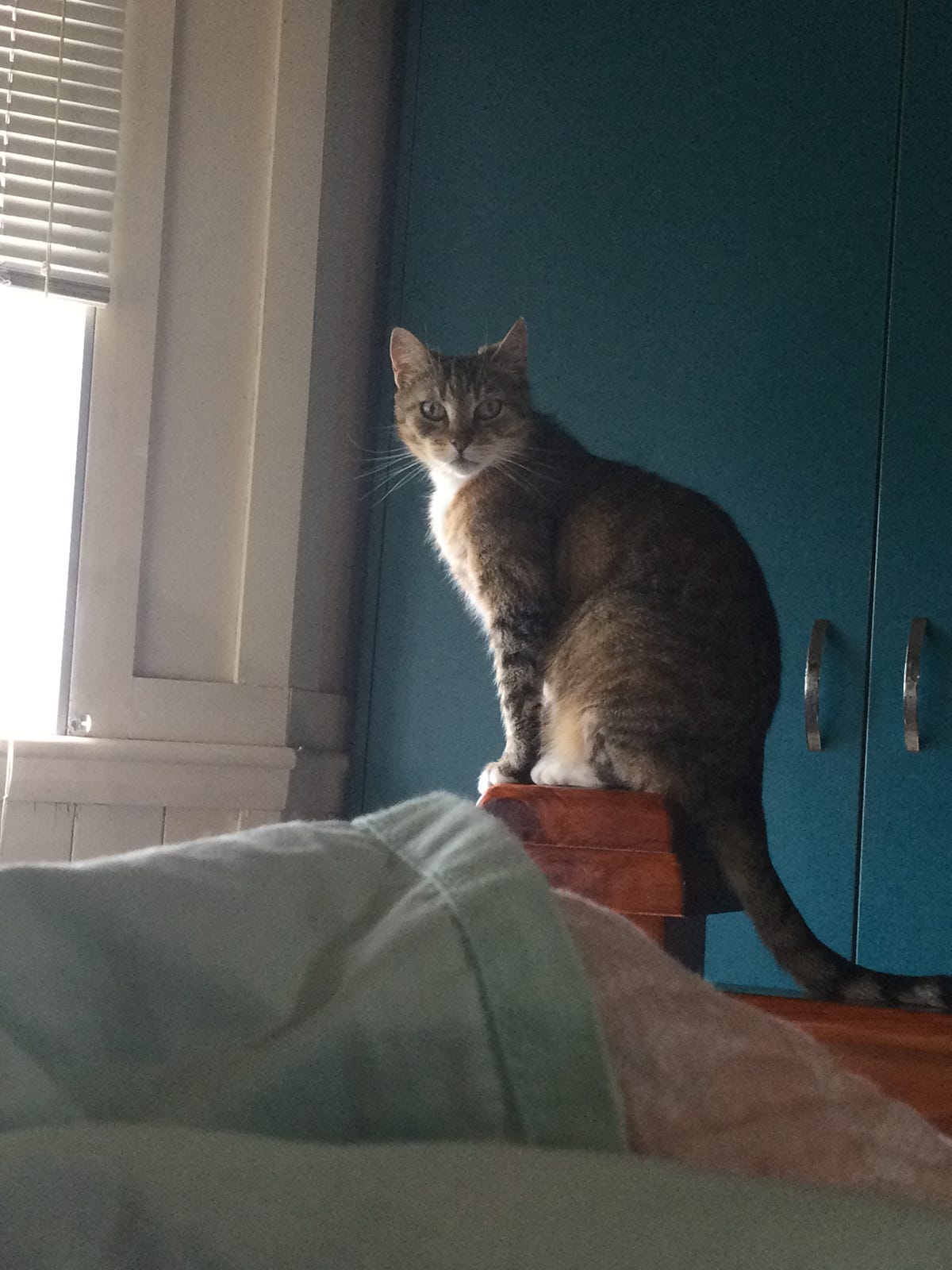 The Feline Five. A Poem Dedicated to My Five Cats | by John Hansen PAL ...