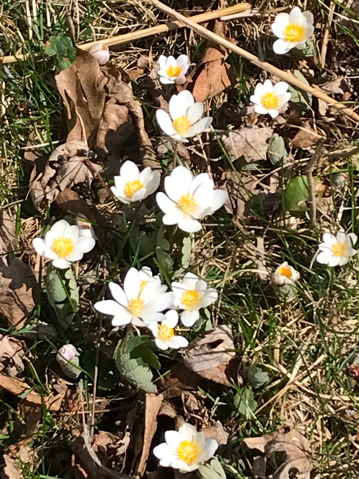 Bloodroot and Economic Gardening. Blooming bloodroot means spring is ...