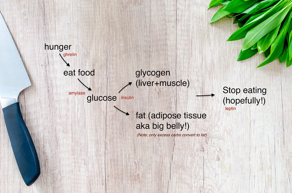 Are carbs making me fat? A deep dive into the human body | by Ajay Dhar ...