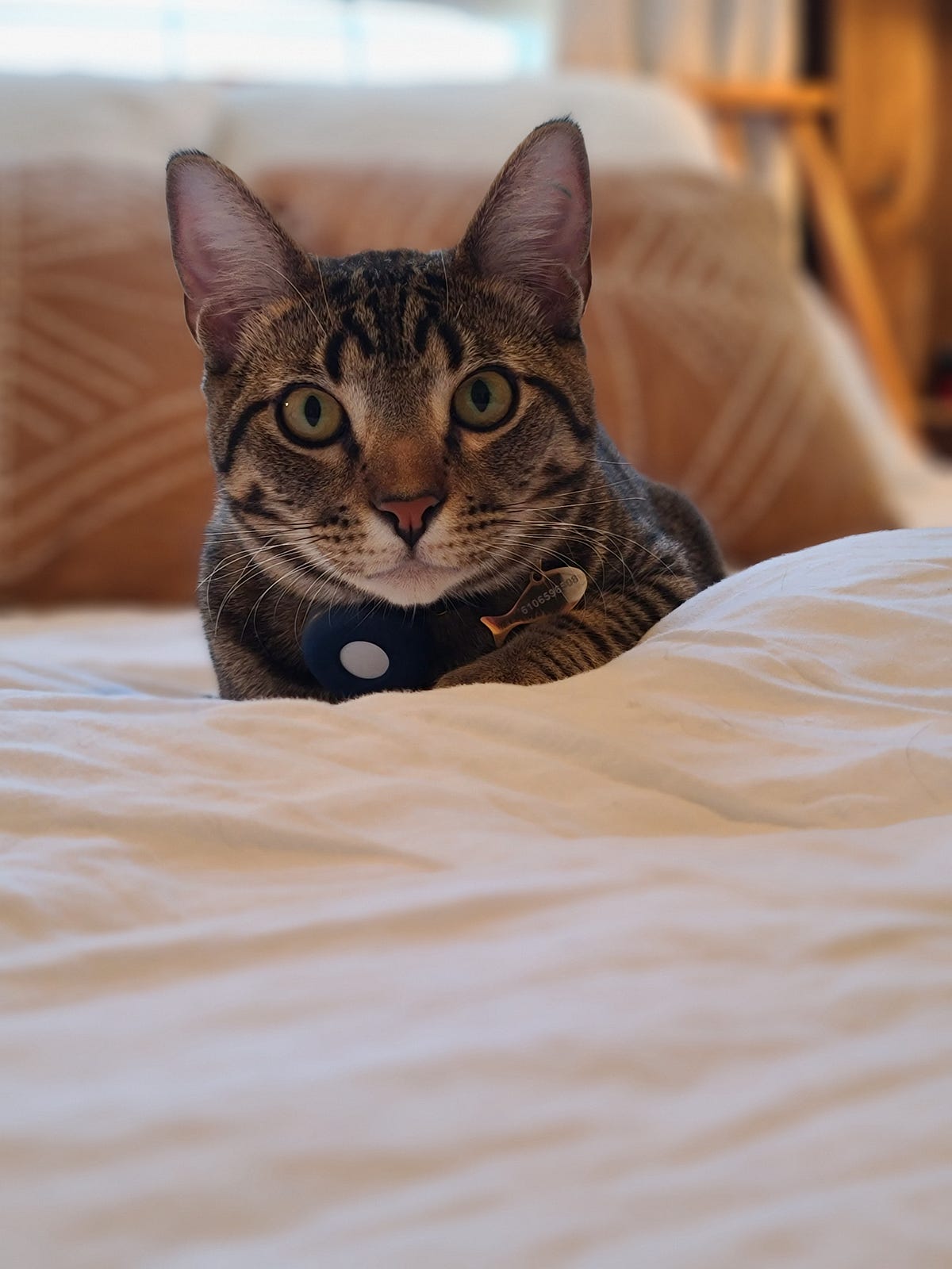 For Ocho. Cats have never been my animal of… | by RaeAnna Rekemeyer ...