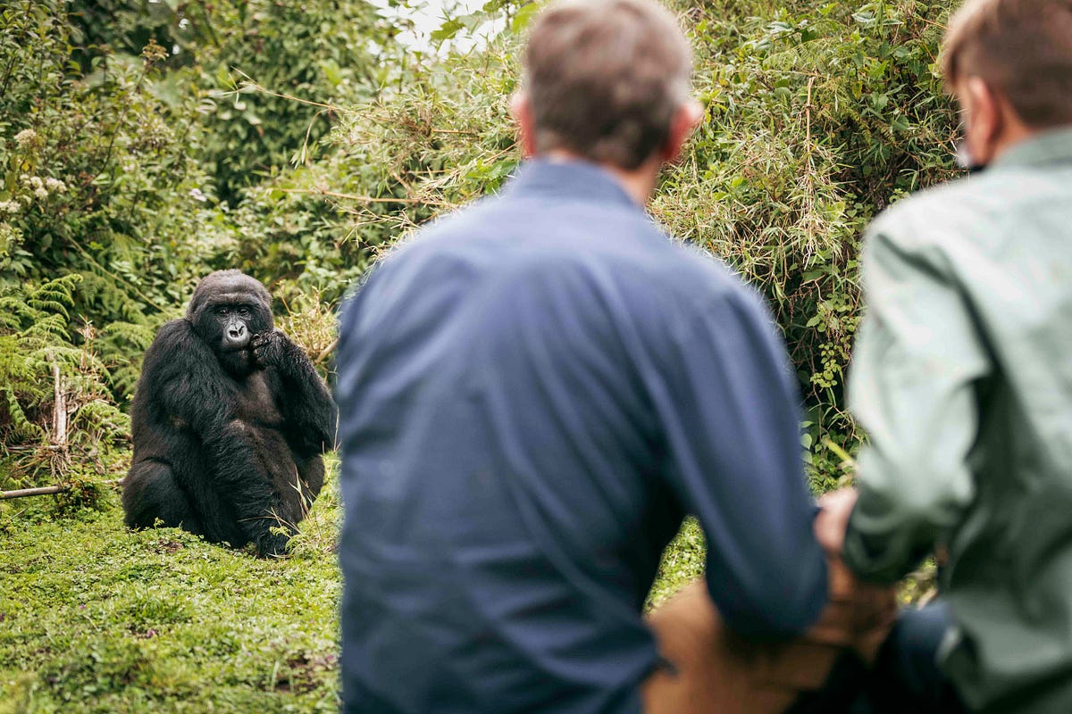 Rwanda Gorilla Trekking: A Complete Essential Guide Hack | by The ...