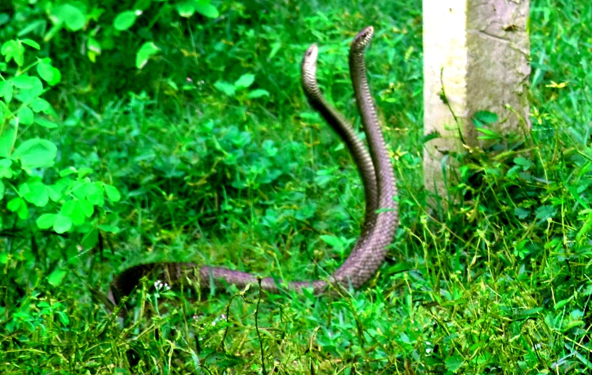 A Rare Encounter: Witnessing the Mating Dance of Snakes | by Golam Rob ...