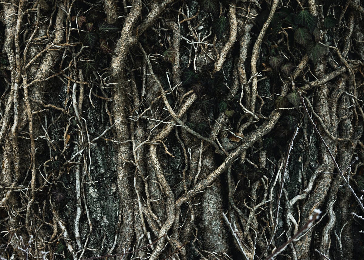 Roots II.. I keep trying to write down into the… | by Jane Smallwood ...