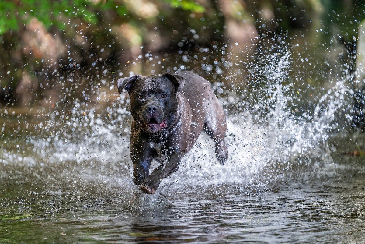 The American Bully: A Trusted Friend for Comfort and Companionship | by Darren kinch | Sep, 2024 ...