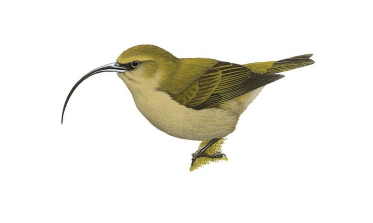 Oʻahu ʻakialoa — The Extinct Hawaii Bird | by Rahita Shakya | Sep, 2024 ...