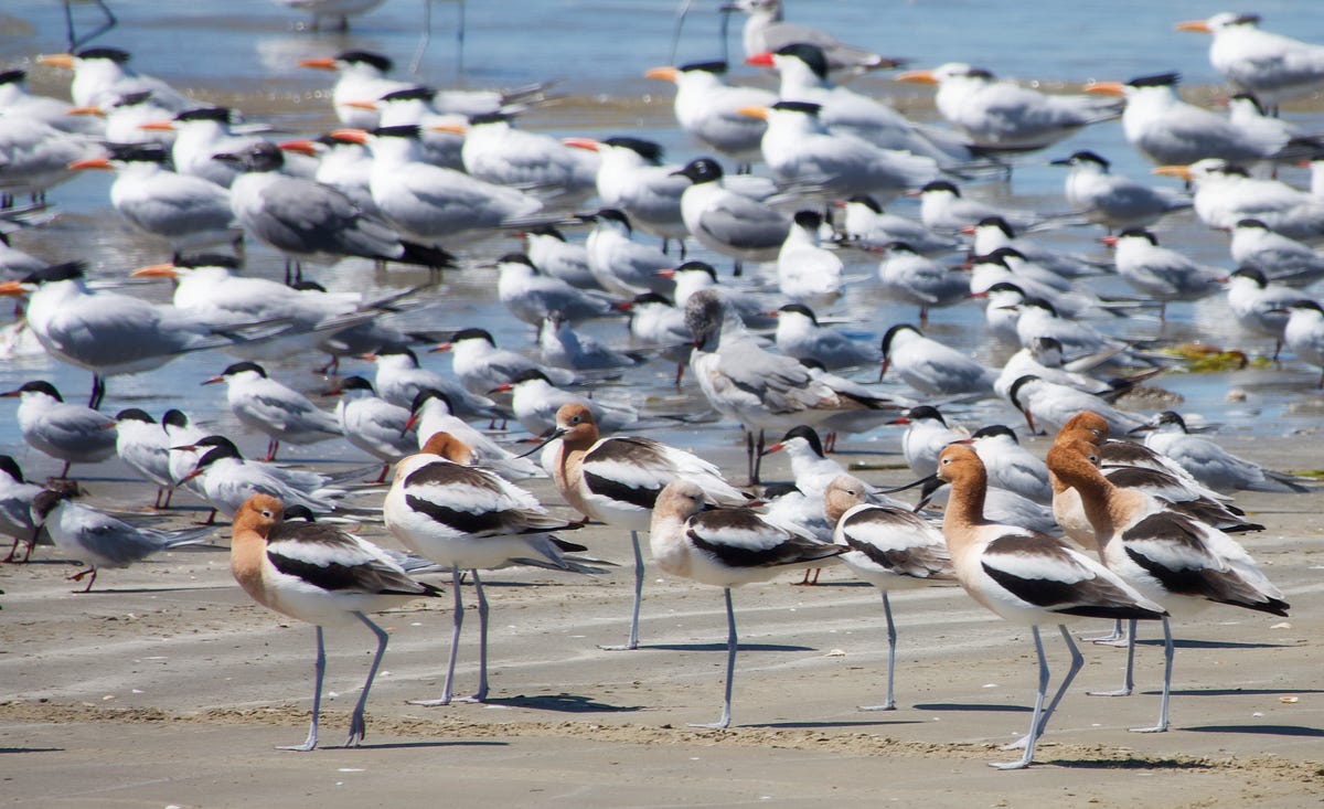 Bird Gumbo. Conservation and cuisine in the heart… | by John Bloomfield ...
