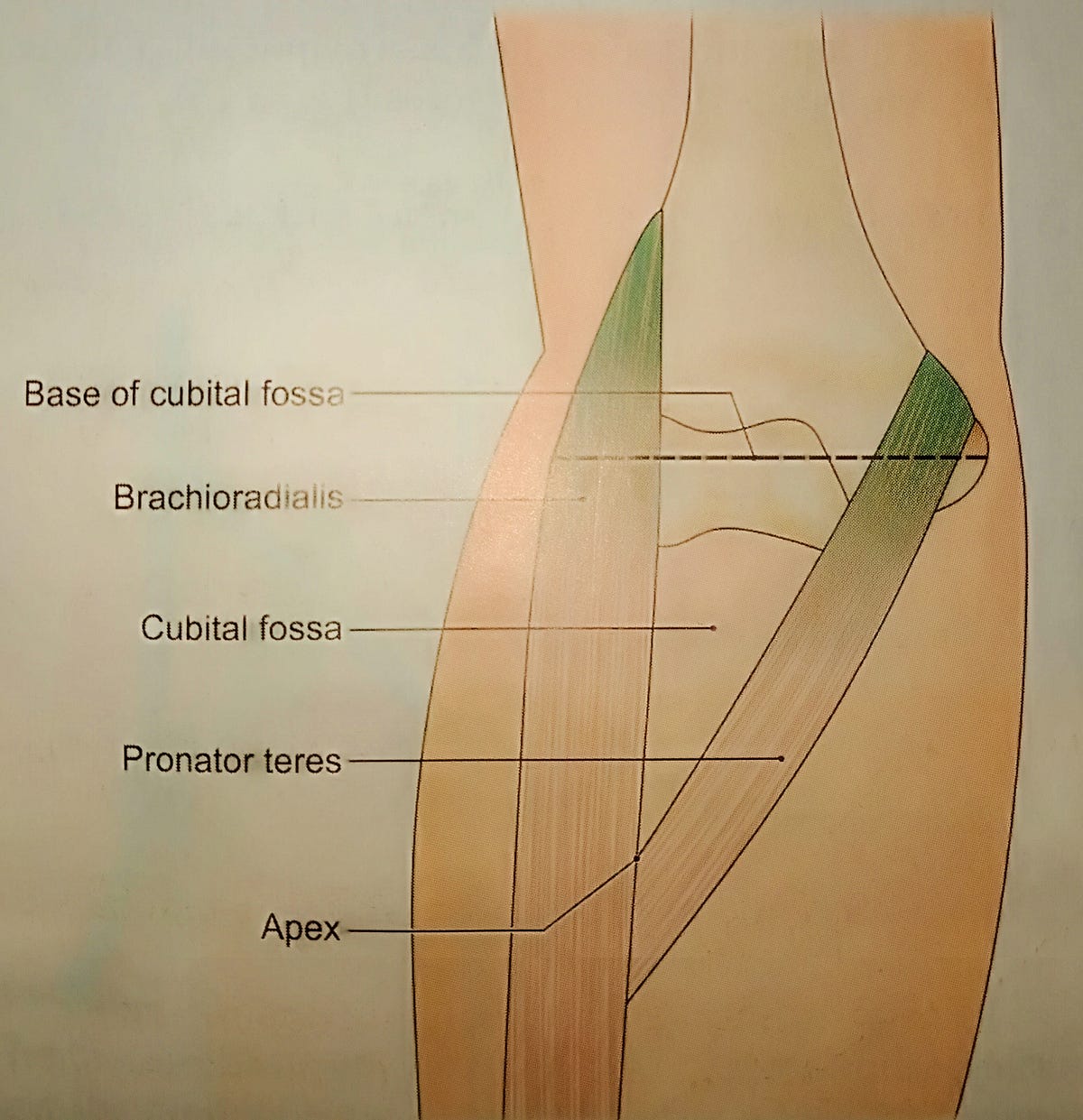 Cubital fossa - Bhumikanayka - Medium