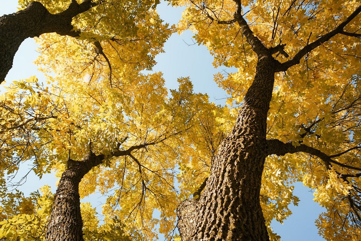 Ode to the Elm Tree - Obeaswan, B.Sc., M.Sc. - Medium