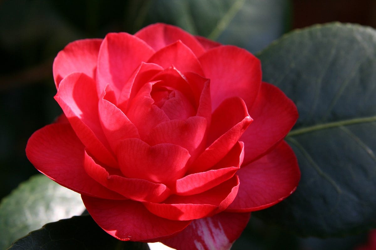 The Rarest Flower in the World:. Middlemist Red Camellia | by Shiwangi ...