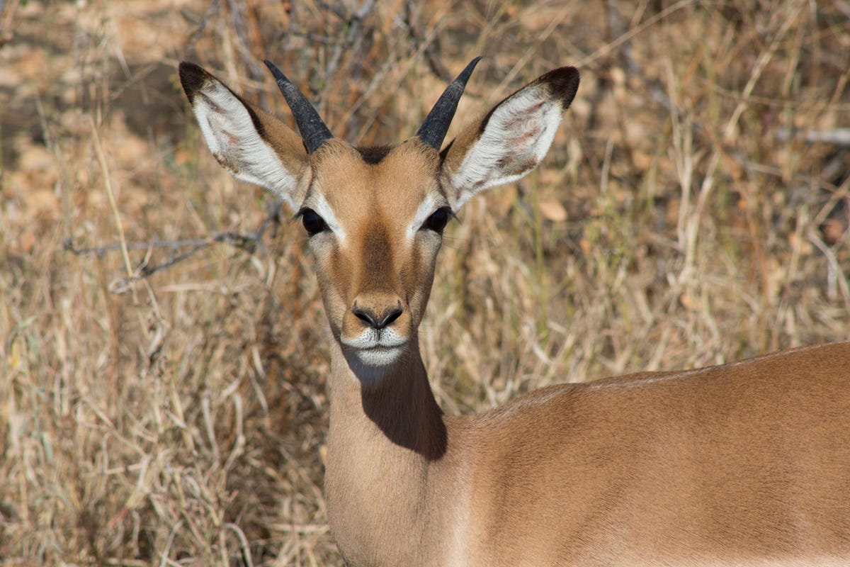 The everyday life of the impala. The impala is the South African ...
