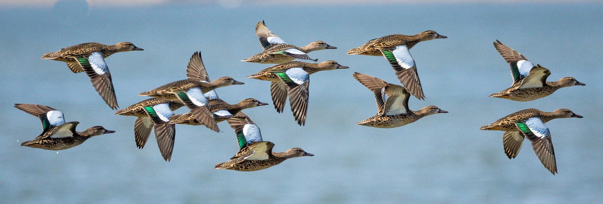 Investing in Offshore Wind Energy While Protecting Migratory Birds | by ...