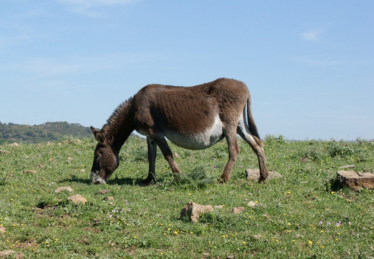 Chasing Dreams and Donkeys. A day at the Fanily Rodeo | by John Jinks | Medium