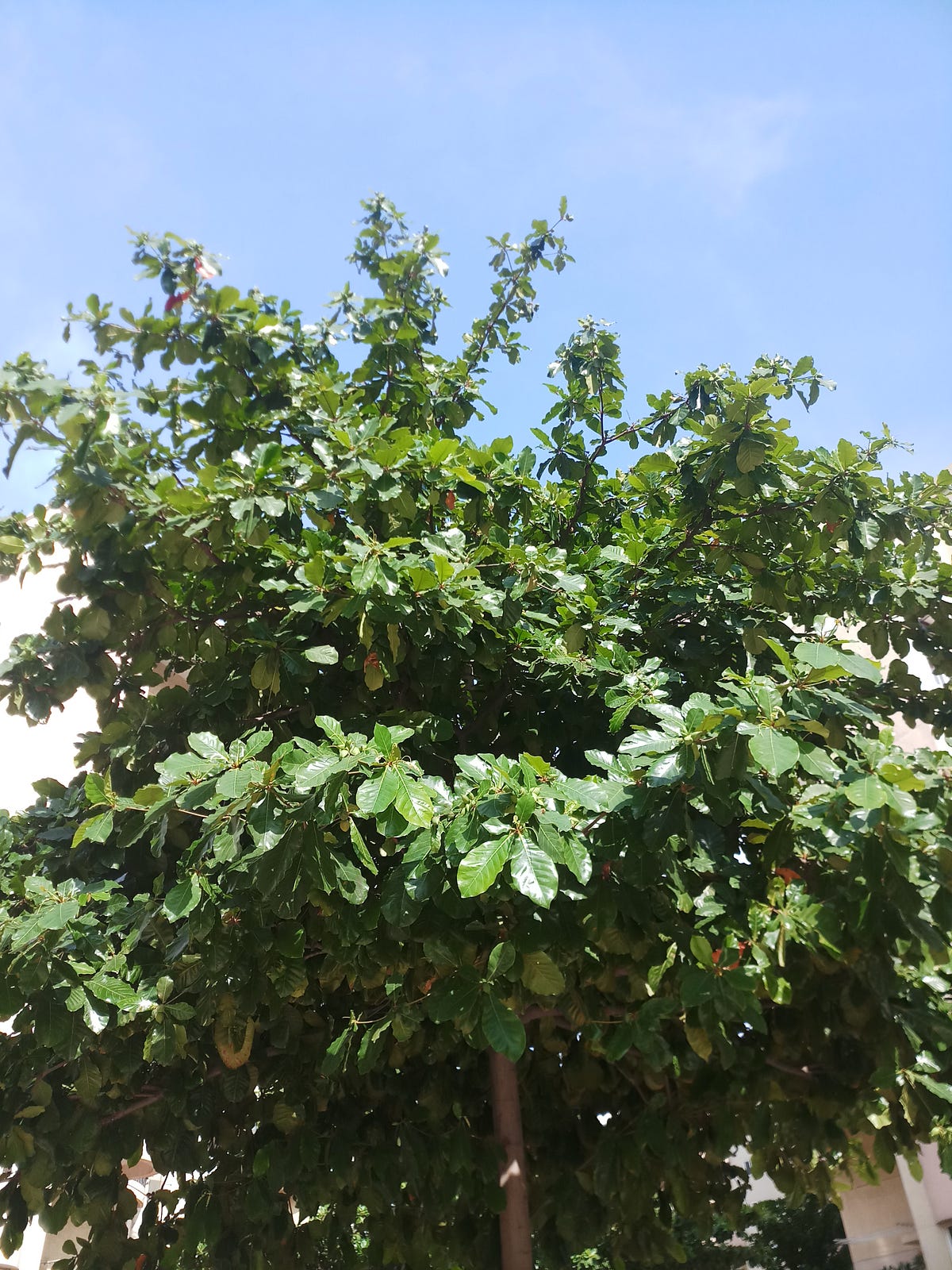 The Almond Tree. A poem | by Anannya Mondal | The Lark | Medium