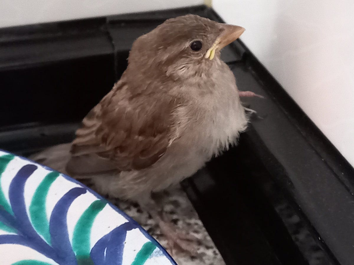 The Sparrow Who Came to Brunch. Fledgling visits kitchen | by Angélica ...