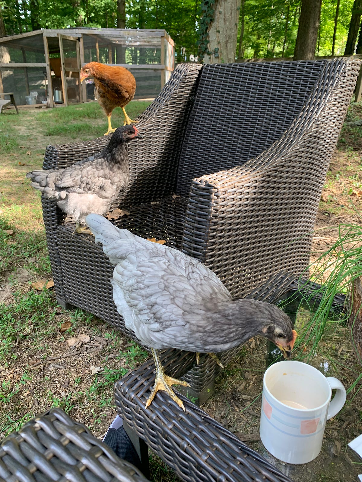 Chicken meditation sounds good then life comes at you… | by Holly ...