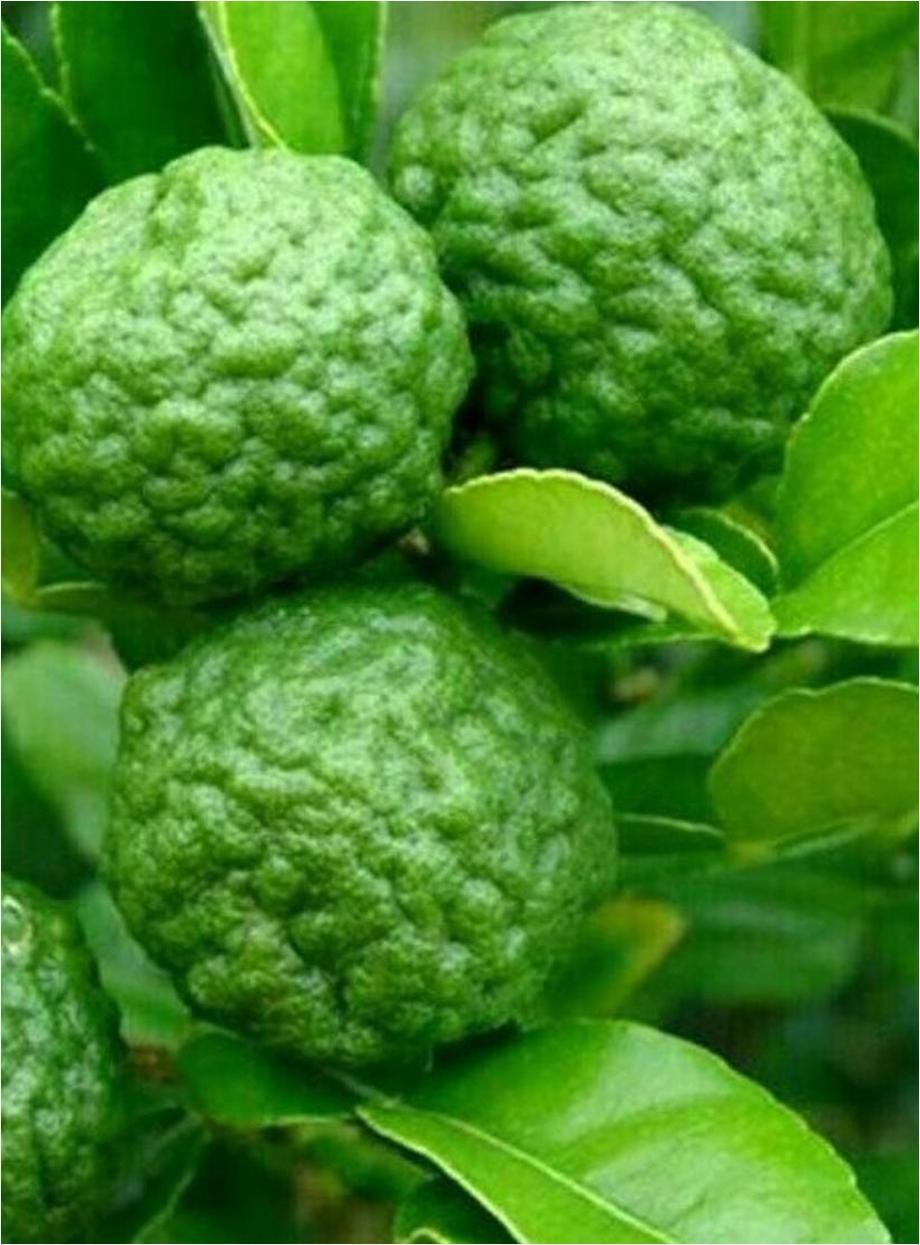 Bibit Jeruk Purut Terlaris Tanaman Siap Tanam Cepat Berbuah Semarang ...