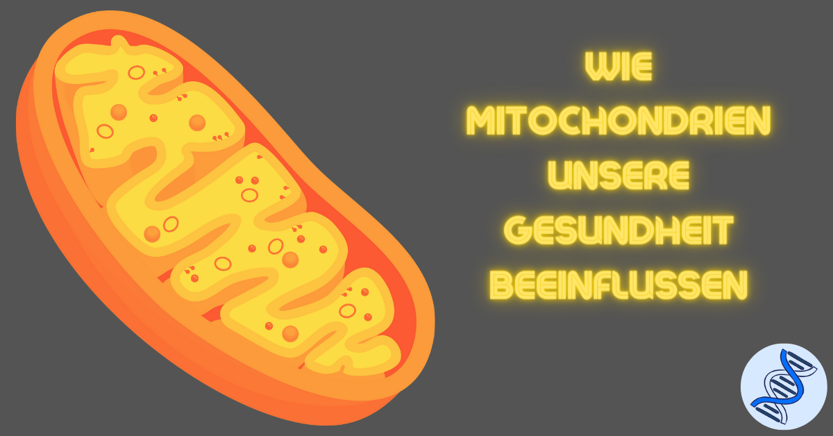 Wie Mitochondrien unsere Gesundheit beeinflussen. | by BioHx | Medium