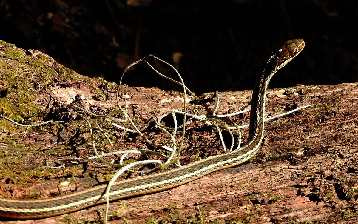 Wild Snake Photography Can Be Tough | Gardening, Birding, and Outdoor ...