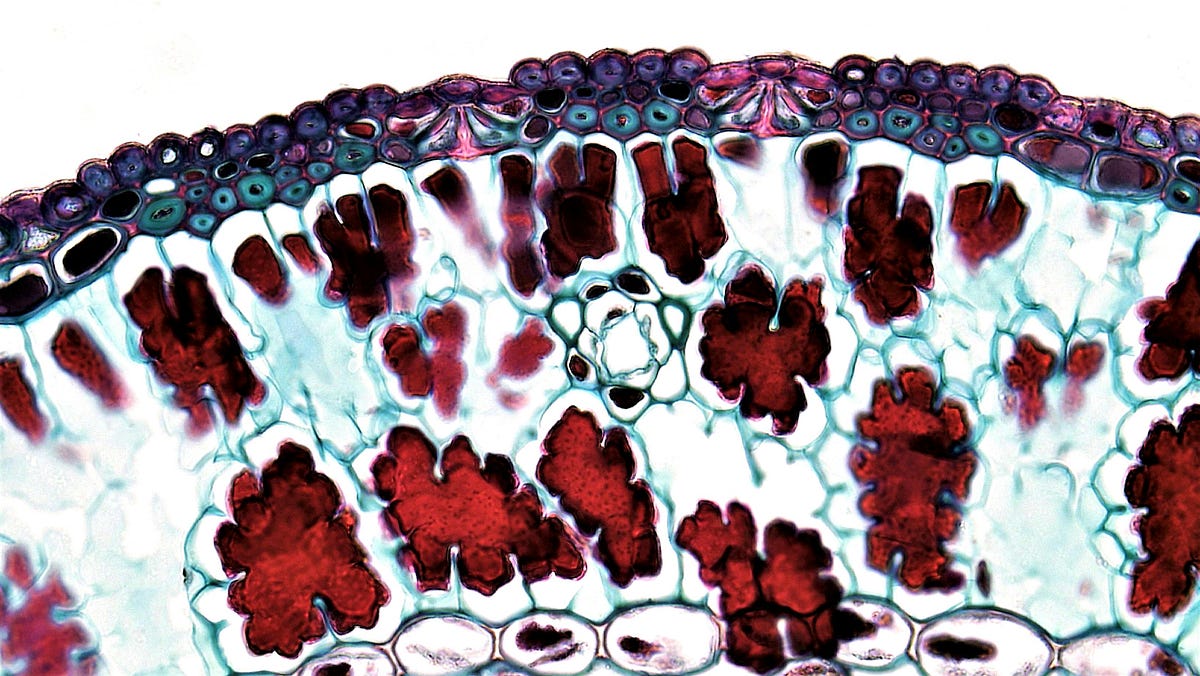 Microscopy DeepDive: Stains. Microscope Stains are colorfully… | by ...