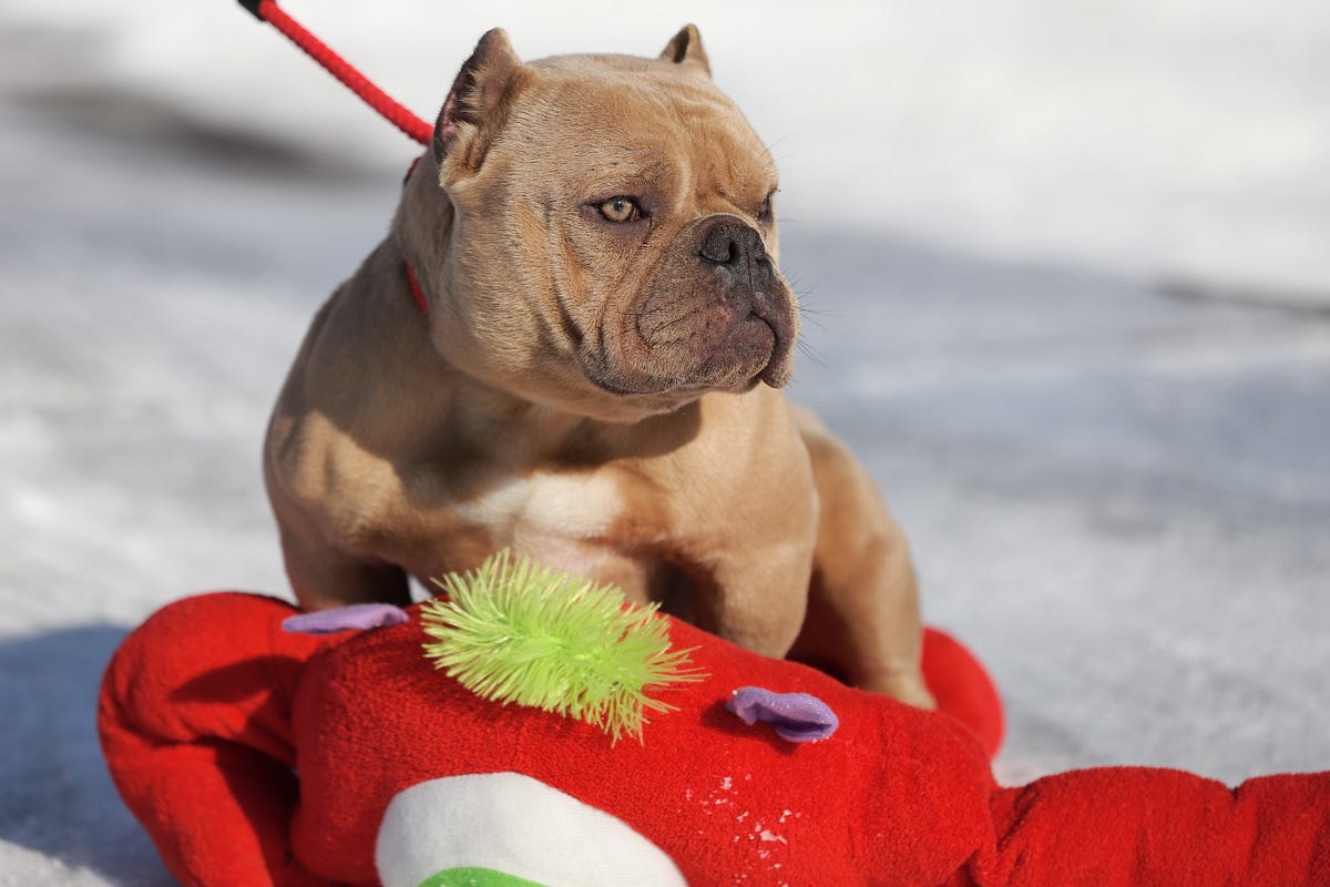 Understanding the Unique Temperament of Pocket Bullies | by Southeast ...