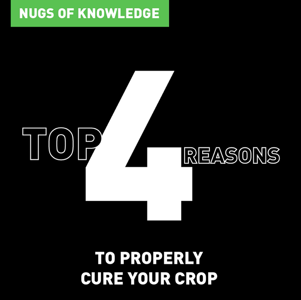 Top 4 Reasons to Properly Cure Your Crop | by Gavita Green Thumb ...