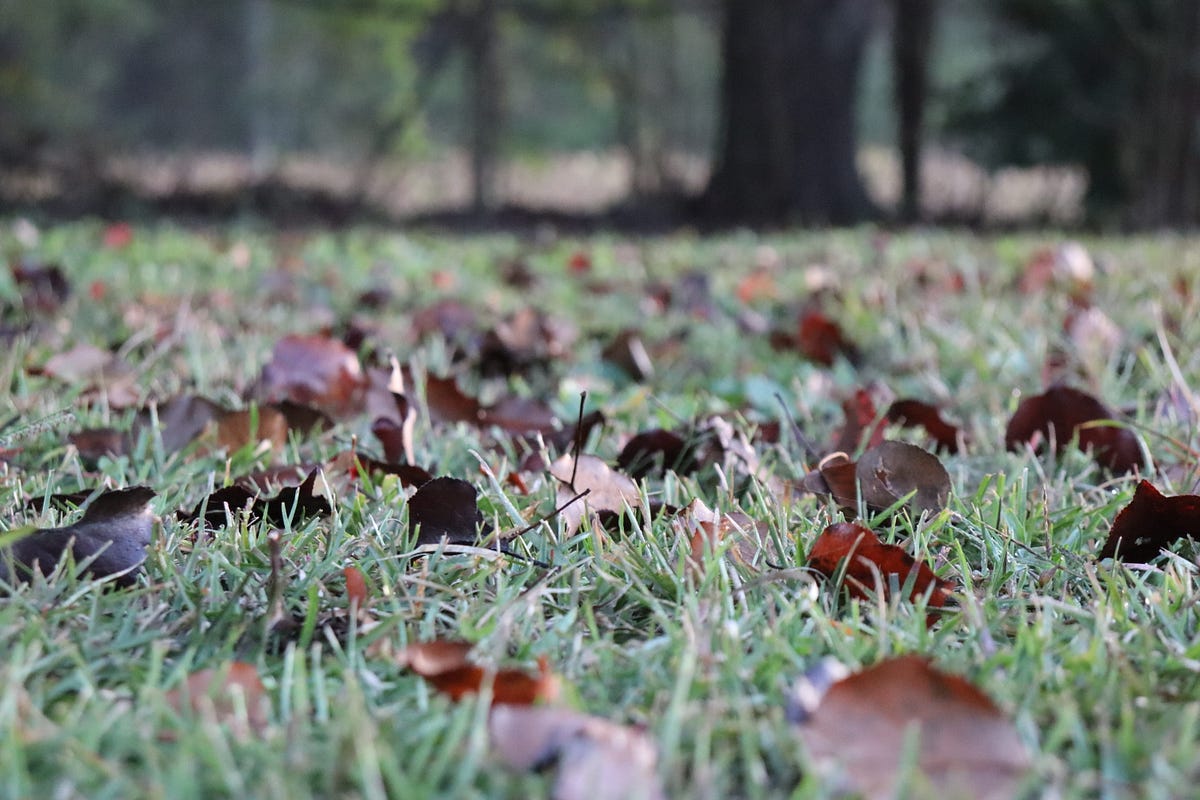 Autumn - Judah Trowbridge - Medium