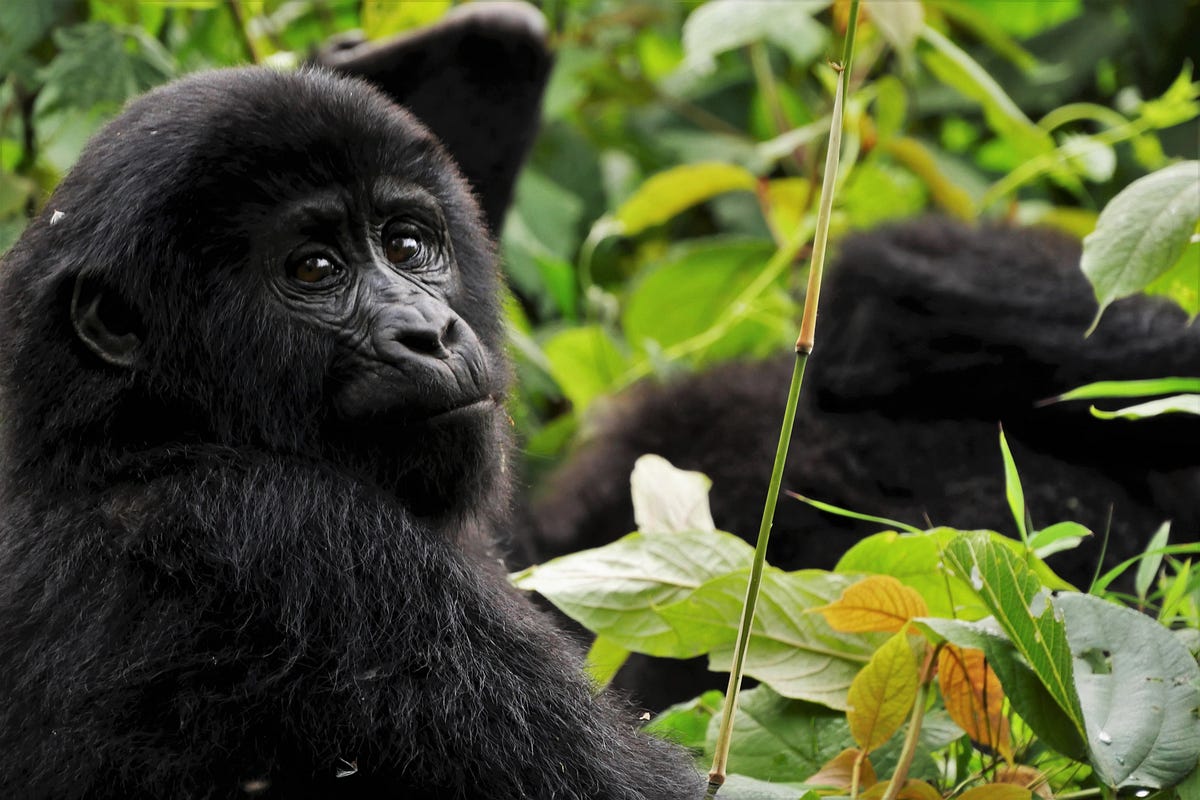 Uganda is a country that is truly gifted by nature. | by Samsoftware ...