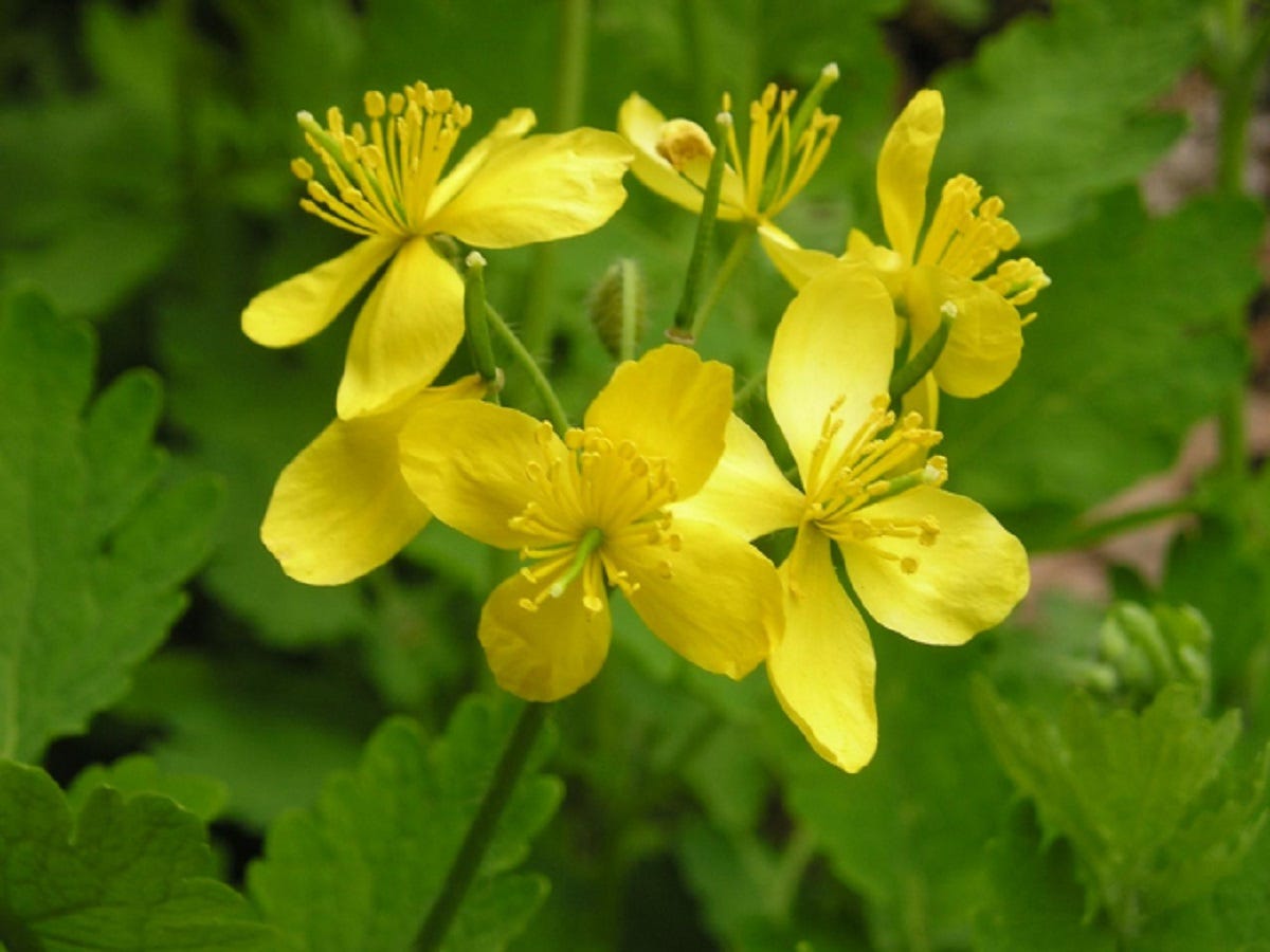 Celandine — healing benefices. Celandine is a plant with various… | by ...
