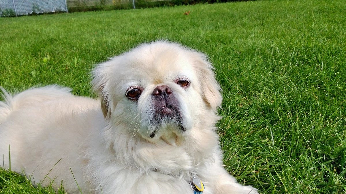 The Evolution of Grief: Loving and Losing a Beloved Pet | by Roseanne ...