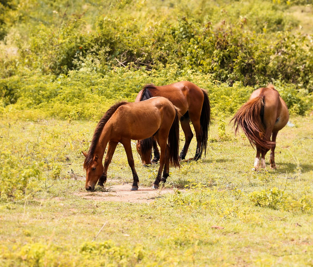 1535: Grazing Pasture to Pasture, Horses - Scott Douglas Jacobsen - Medium