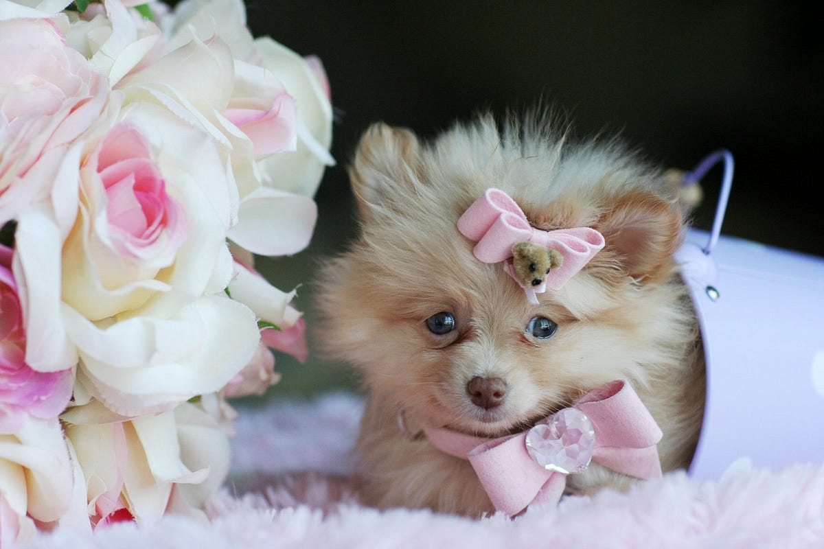 The Bond Between The Pet And Their Owner- Boost The Mental And Physical ...