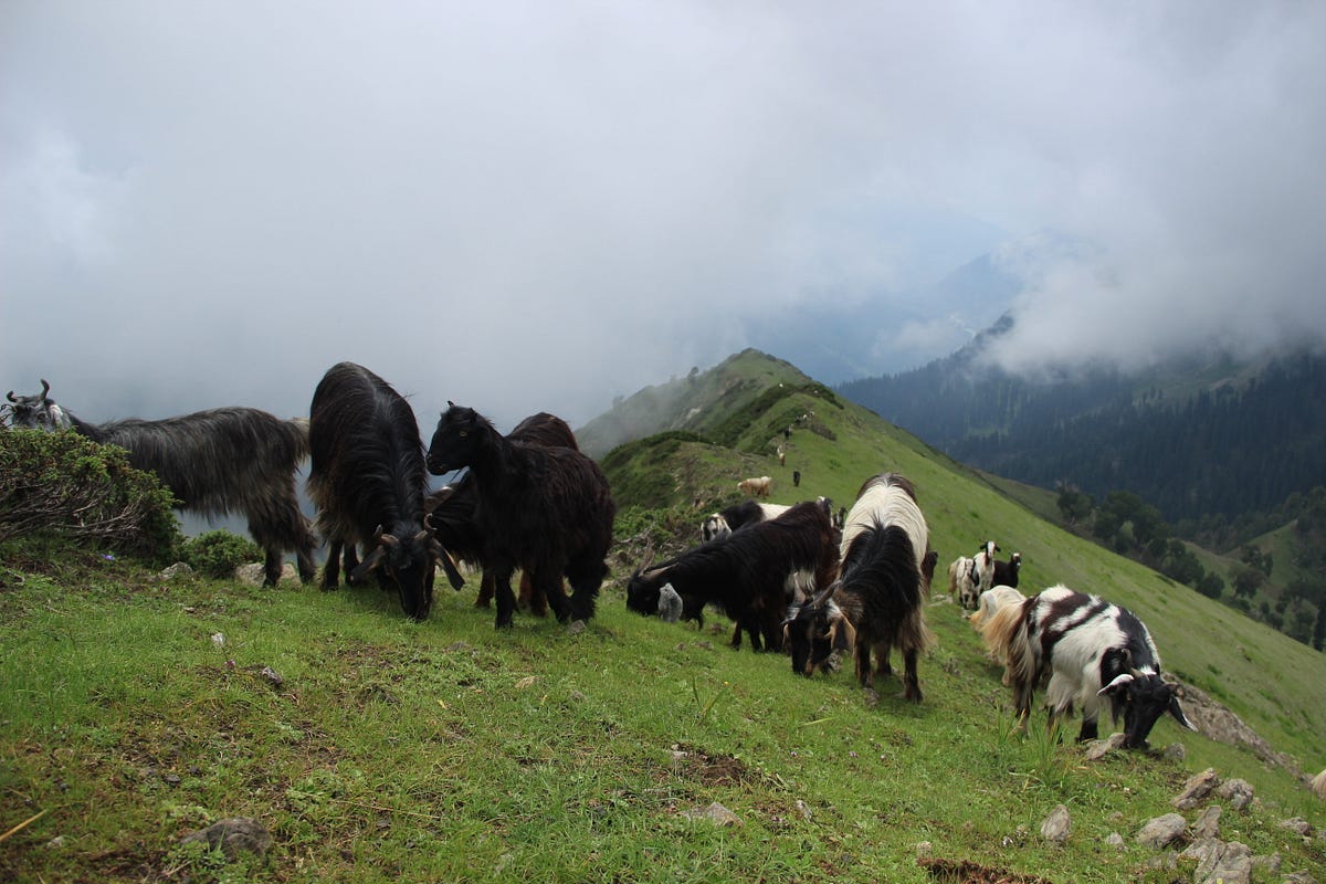 Nafran Valley Trek — A Short Travel Guide. | by Mountain Nomad | Medium