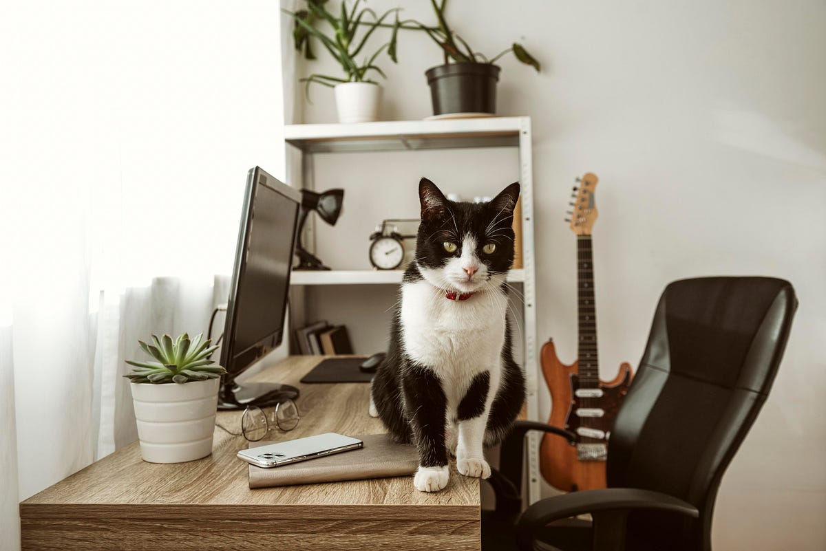 Creating a Cat-Friendly Home: Tips for a Safe and Stimulating ...