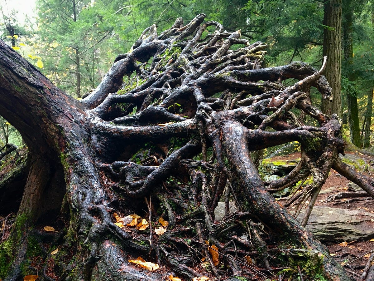 On plans | by Kate Porigow | Oct, 2024 | Medium