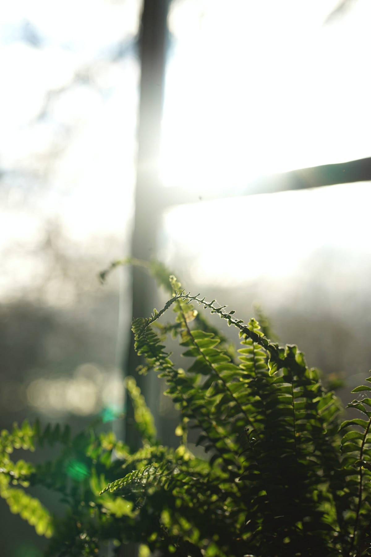 Hannah. A short story | by Lisa Wathen | The Junction | Medium