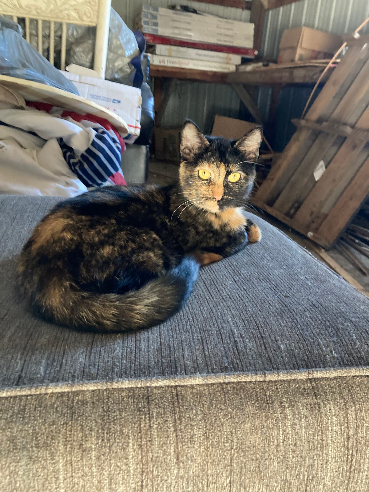 Help! I Have Barn Cats!. And it looks as if I’m stuck with them | by ...