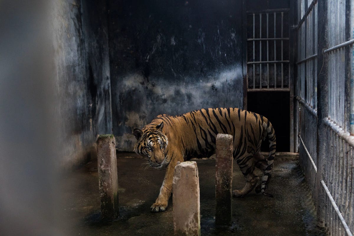 The Most Toxic Place I Have Ever Worked | by Ride The Tiger | Medium