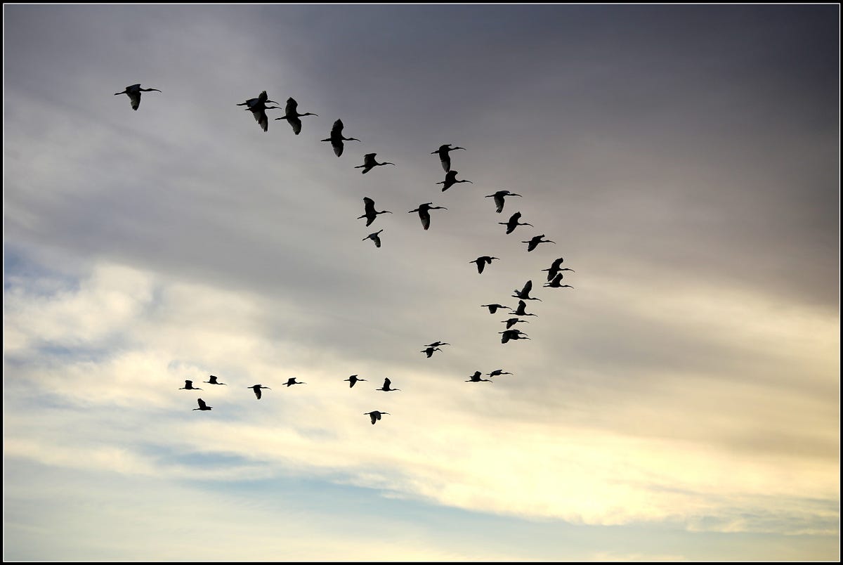 Birds of a Feather. Flocks Foraging in Florida Backyards | by Derek de ...