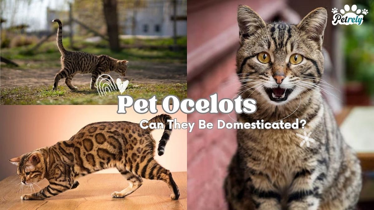 Pet Ocelots: Can They Be Domesticated? | by Petrely | Jan, 2024 | Medium