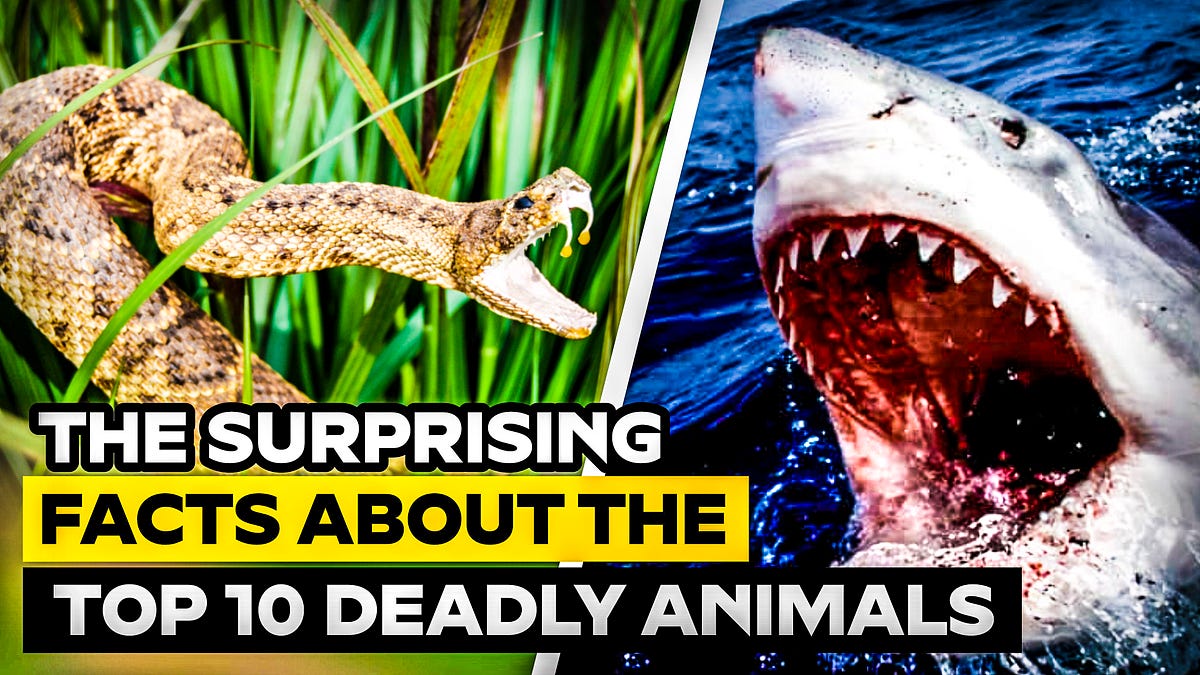 The Top 10 Most Lethal Creatures: A Guide to Surviving the World’s ...